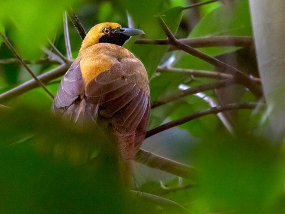 Goldie's Bird-of-Paradise - eBird