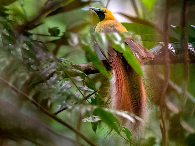 Photos - Goldie's Bird-of-Paradise - Paradisaea decora - Birds of the World