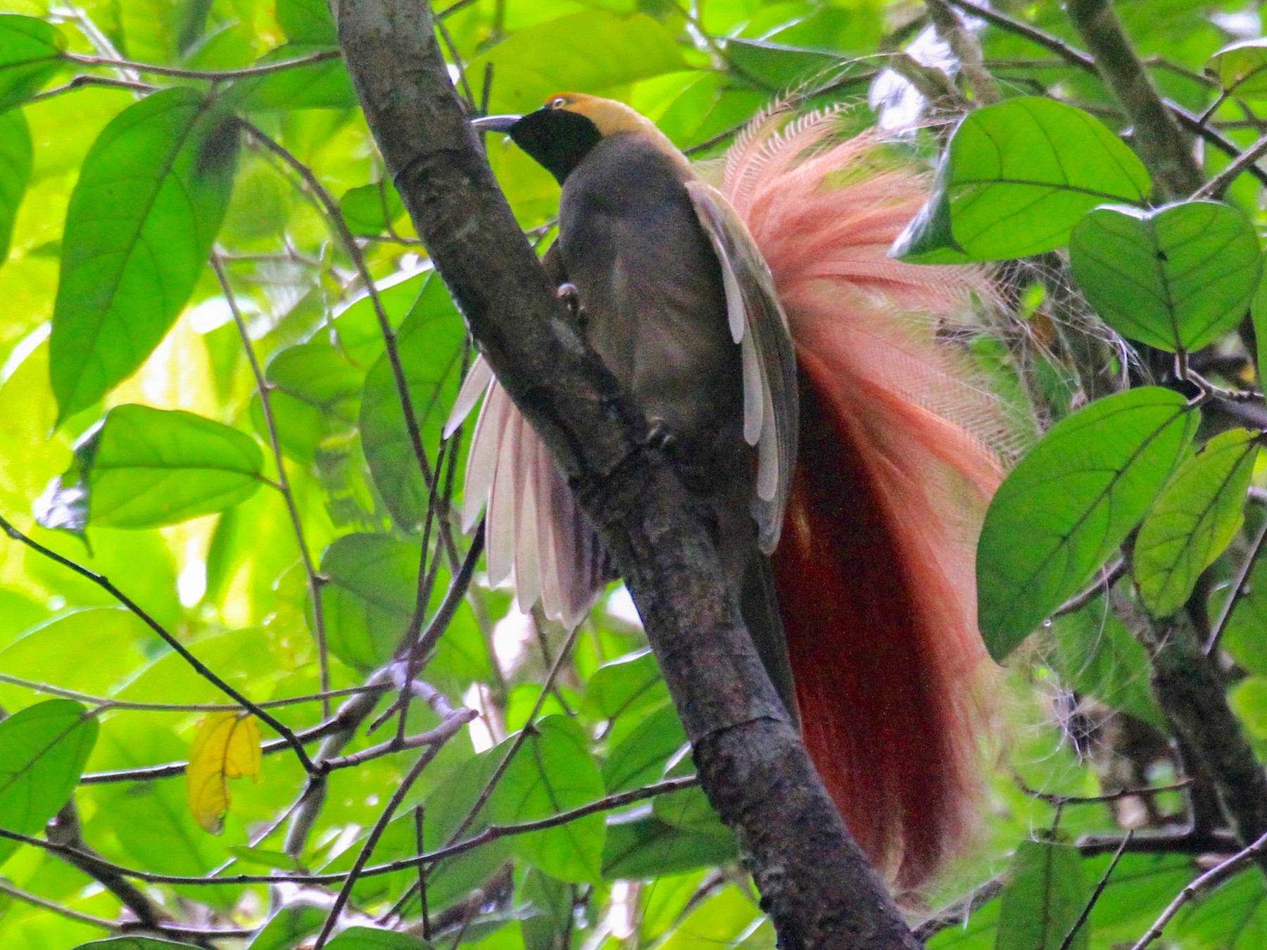 Goldie's Bird-of-Paradise - eBird