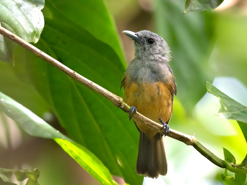 Island Monarch - eBird
