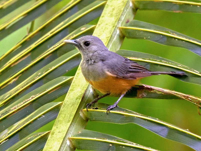 Island Monarch - eBird