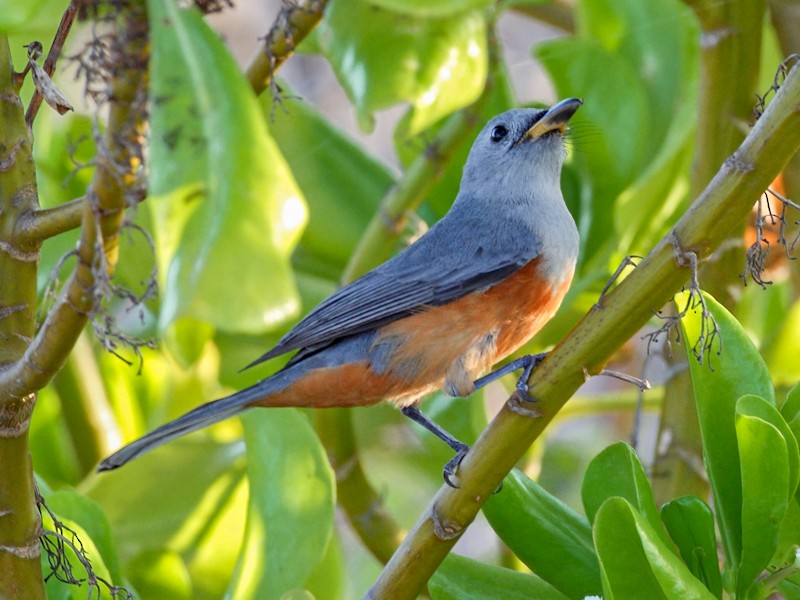 Island Monarch - eBird