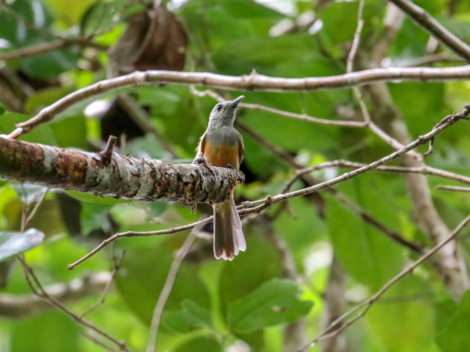 Island Monarch - eBird