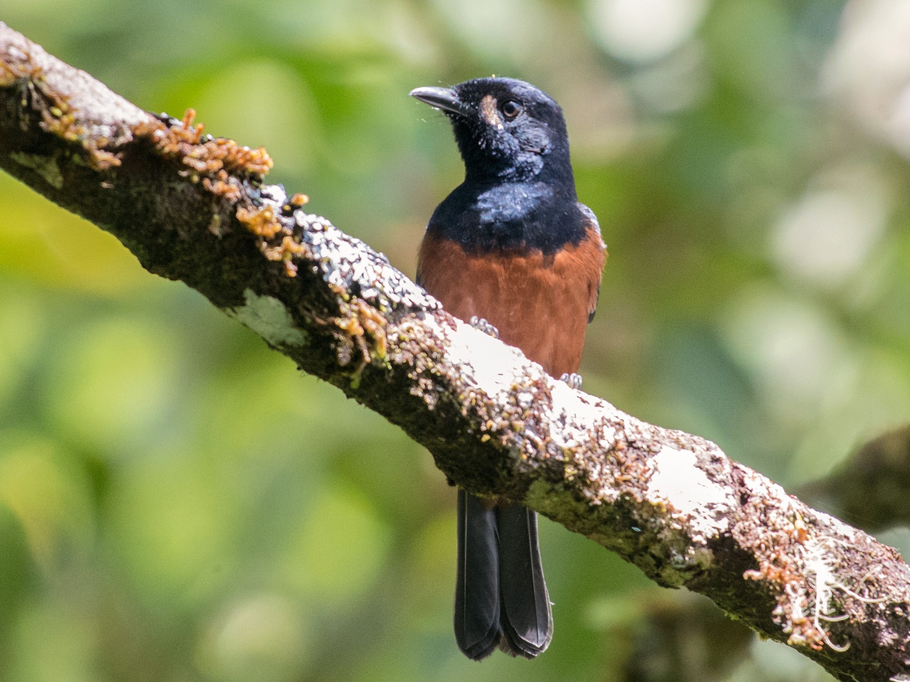 Bogenvil Monarkı - eBird