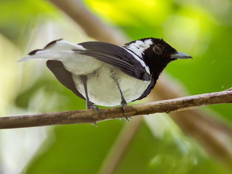 Manus Monarch - Symposiachrus infelix - Birds of the World