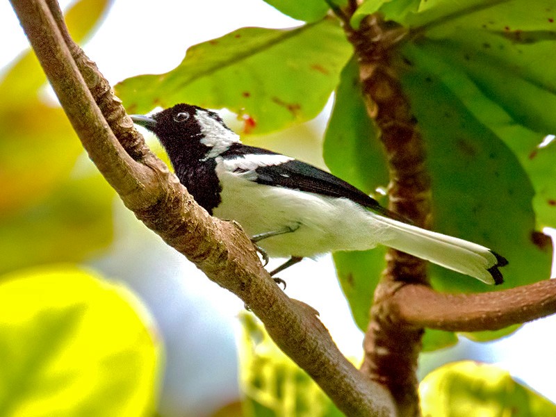 Manus Monarch - eBird