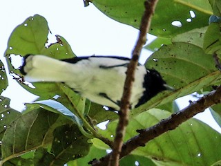 Manus Monarch - eBird