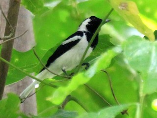 Manus Monarch - eBird