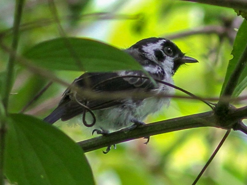 White-breasted Monarch - Symposiachrus menckei - Birds of the World