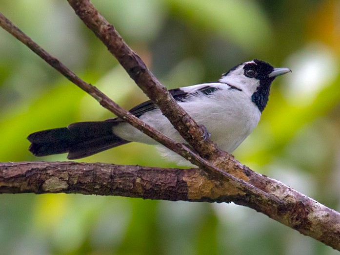 Bismarck Monarch - Symposiachrus verticalis - Birds of the World