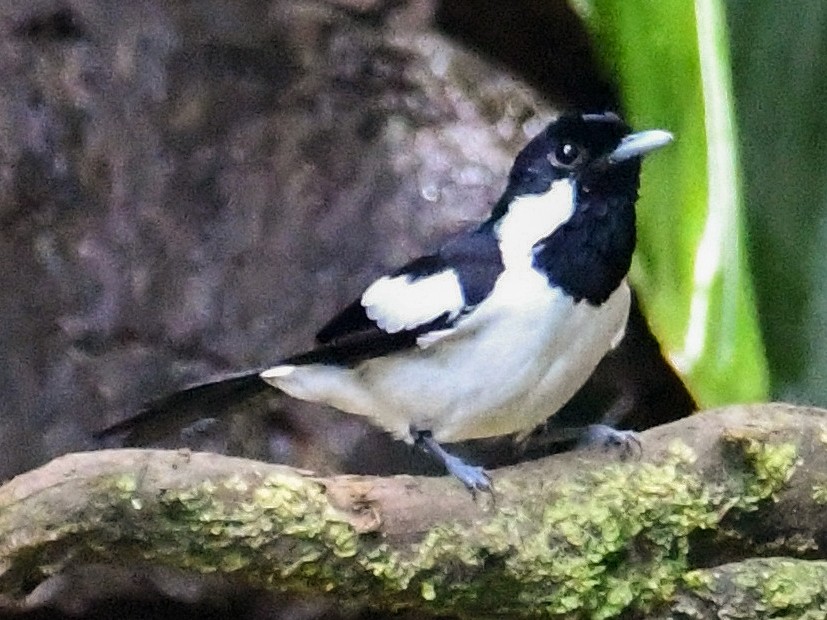 Black-and-white Monarch - eBird