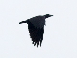 Bougainville Crow - eBird