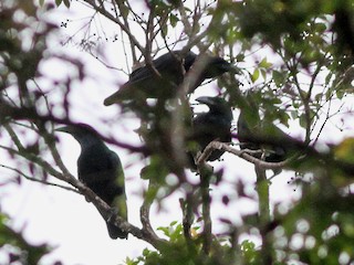 Bougainville Crow - Corvus meeki - Birds of the World