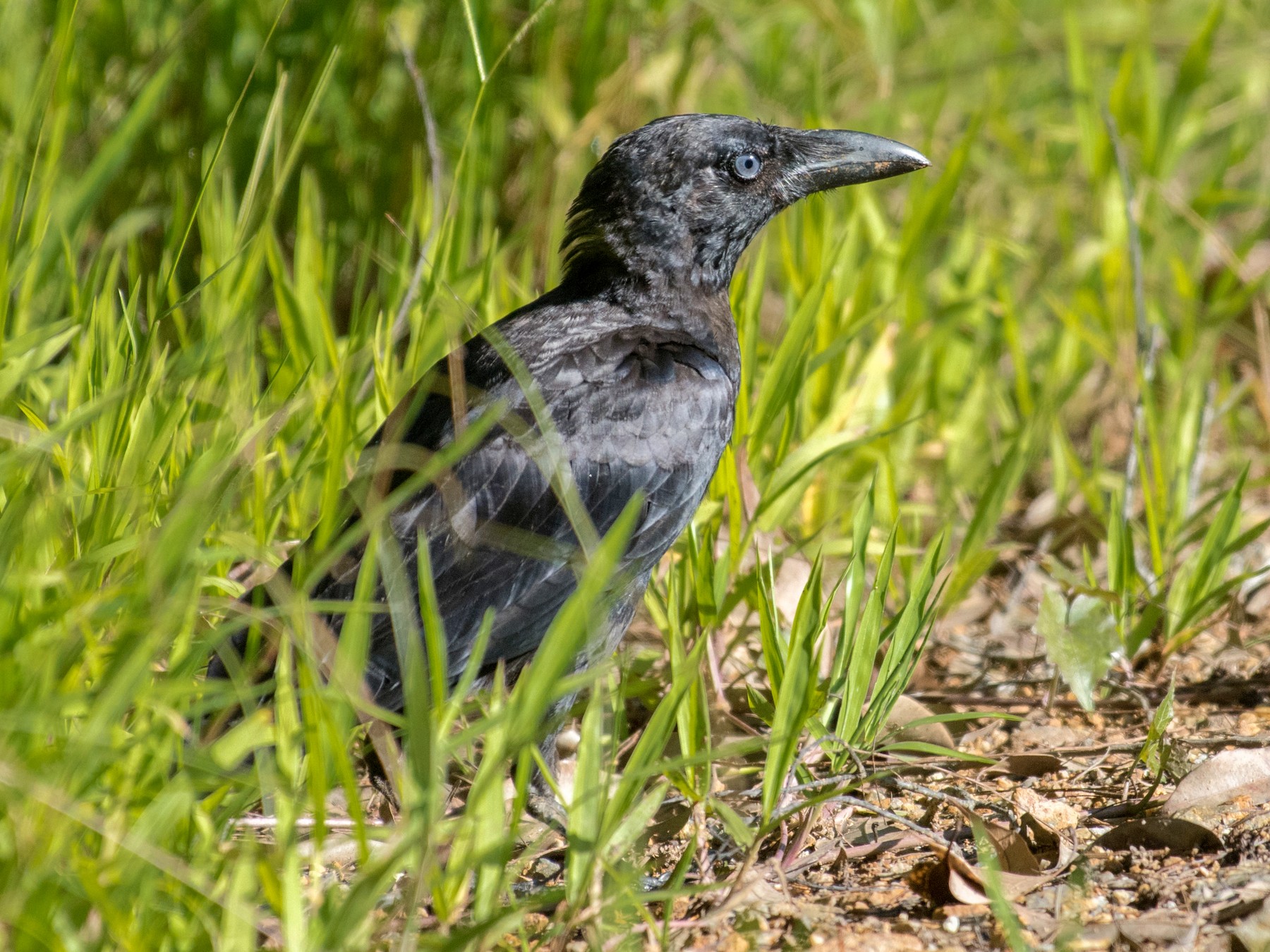 Bismarck Crow - eBird