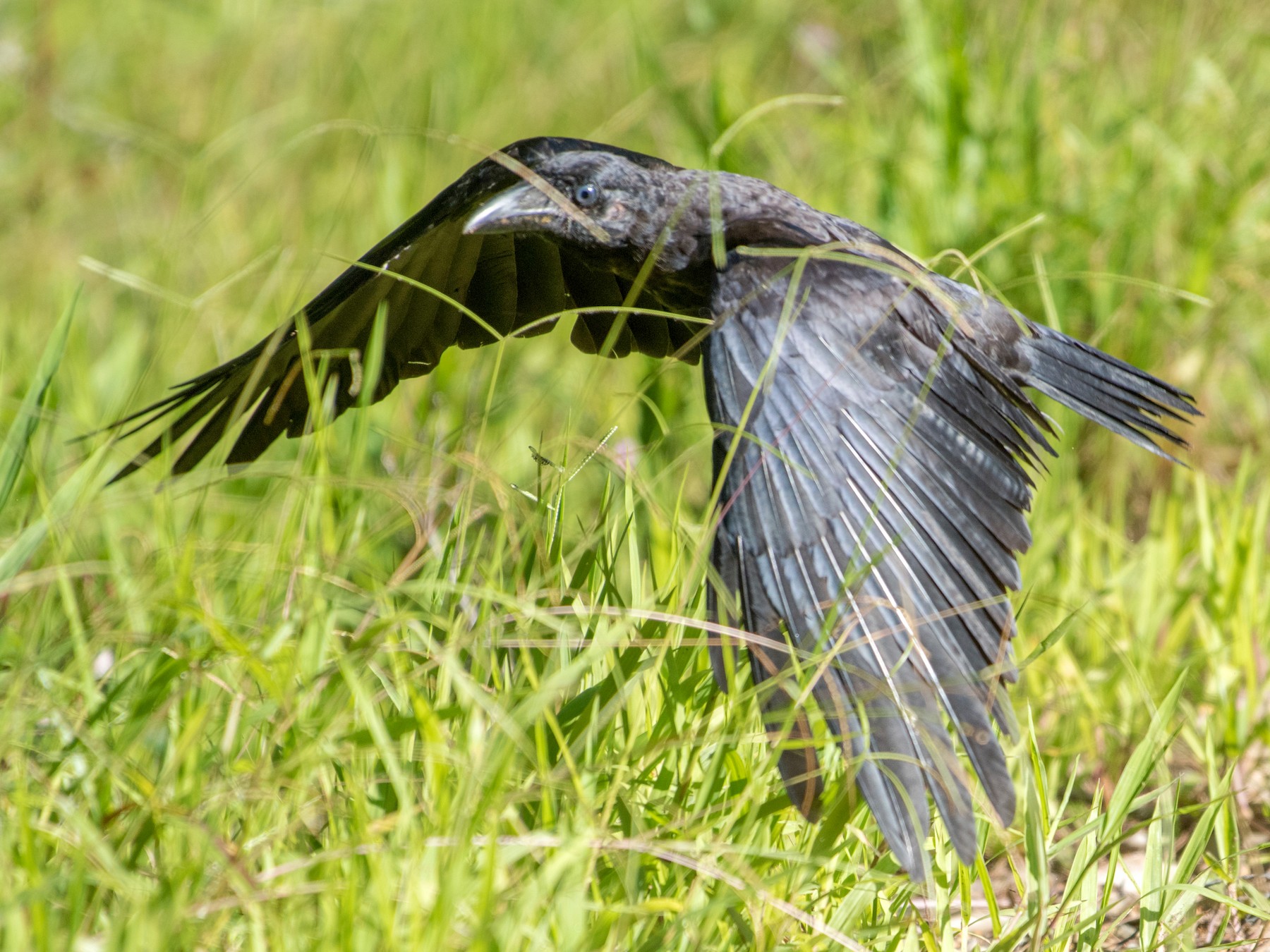 Bismarck Crow - eBird