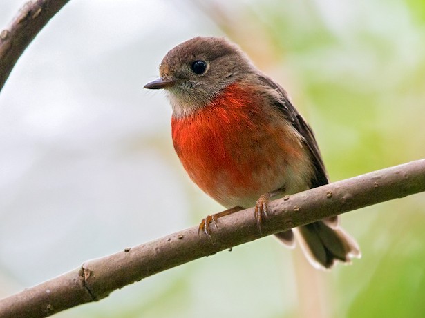 Pacific/Solomons Robin - eBird