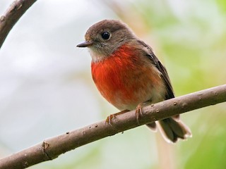 Pacific Robin - eBird