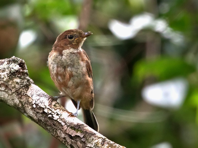 Pacific Robin - eBird