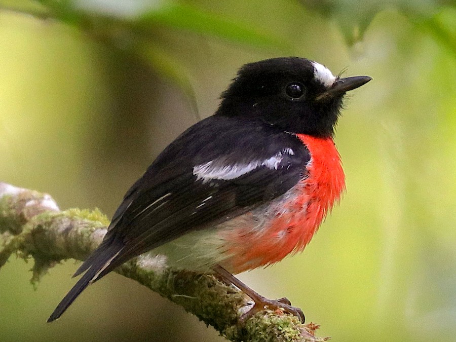 Pacific Robin - eBird
