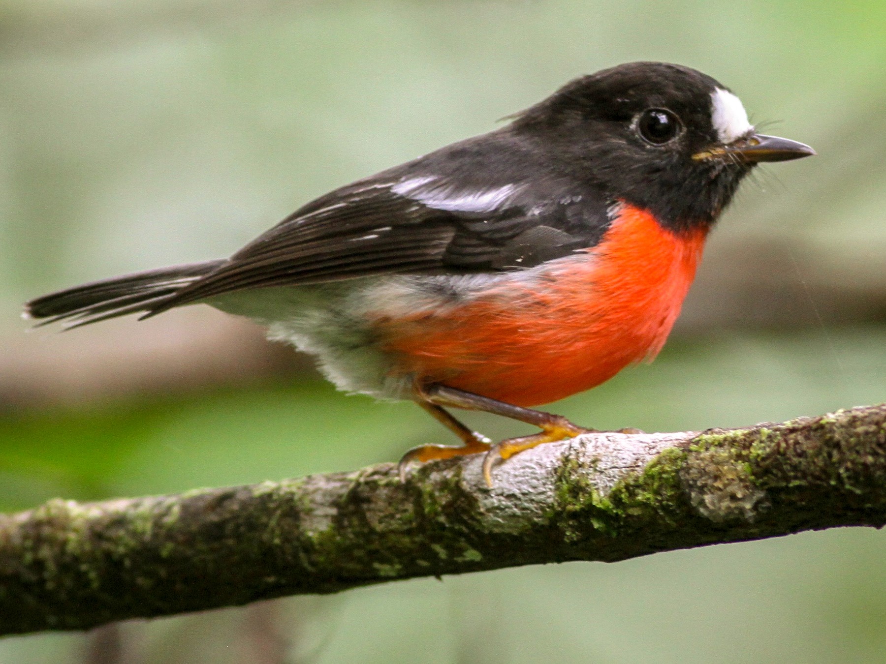Pacific Robin - eBird