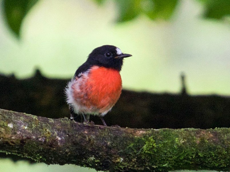 Pacific Robin - eBird