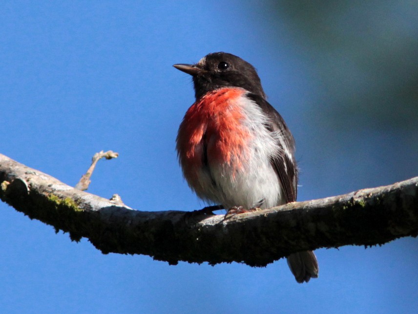Pacific Robin - eBird