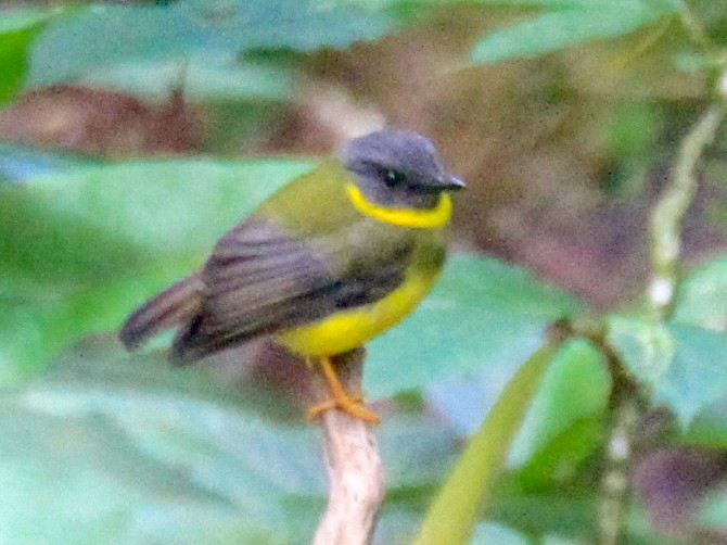 Banded Yellow Robin - eBird