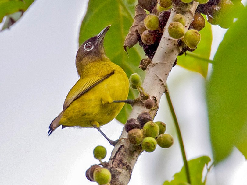 Black-headed White-eye - Zosterops hypoxanthus - Birds of the World