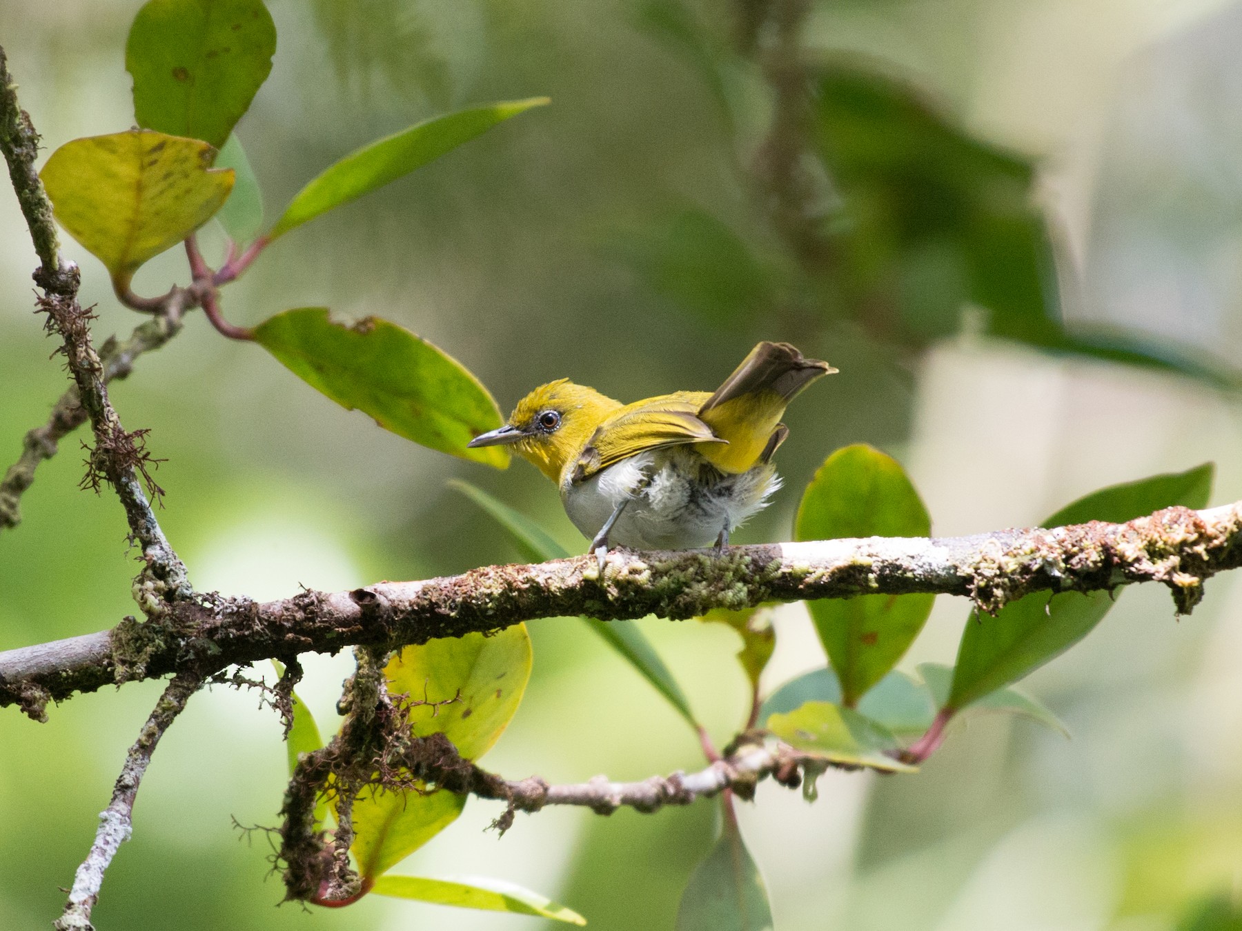 Zostérops à gorge jaune - eBird