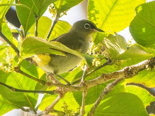 Bougainville White-eye - eBird