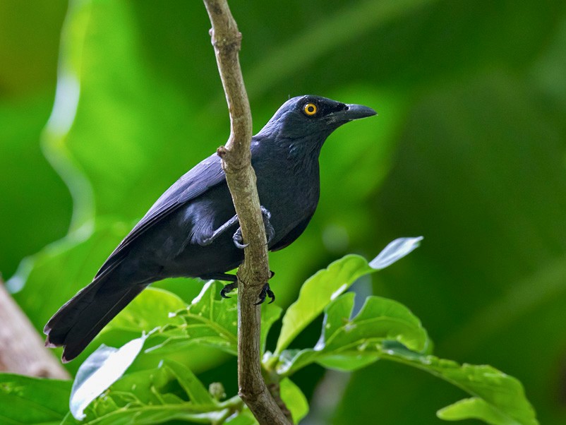 Atoll Starling - eBird