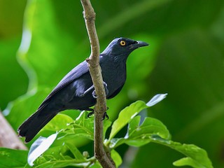 Atoll Starling - eBird