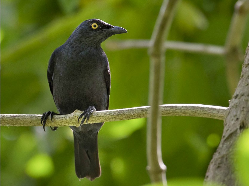 Atoll Starling - Aplonis feadensis - Birds of the World
