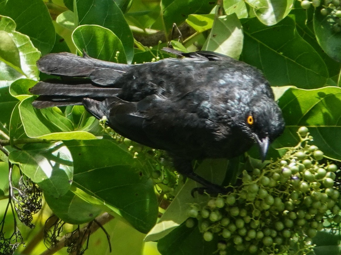 Atoll Starling - eBird