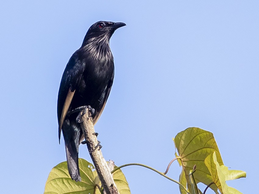 Brown-winged Starling - eBird