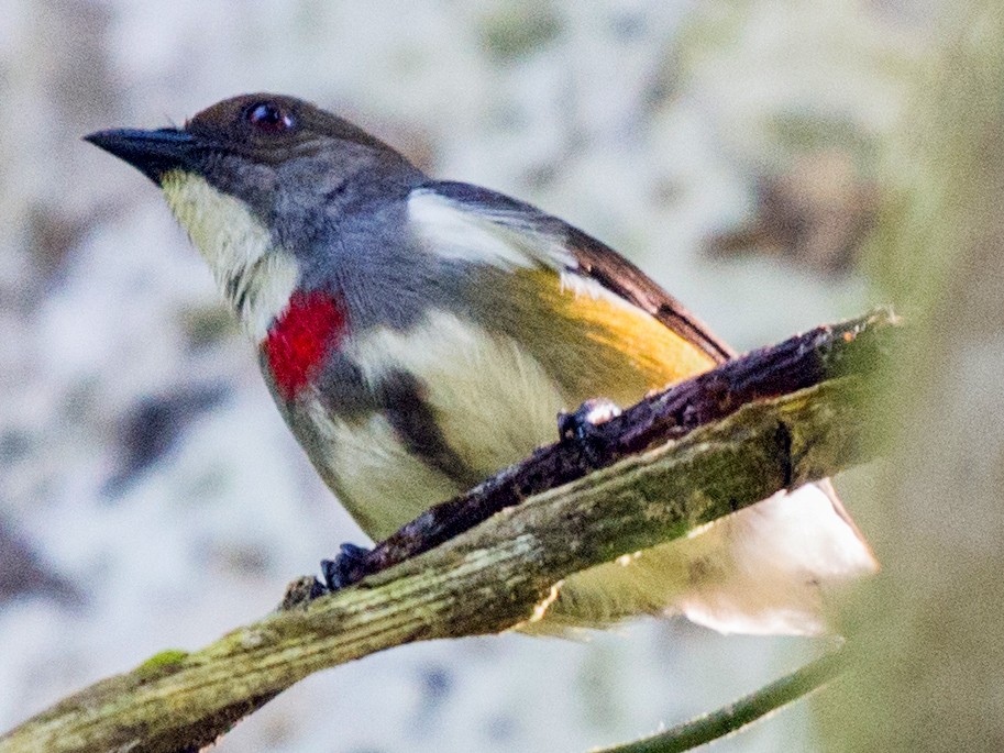 Red-banded Flowerpecker - eBird