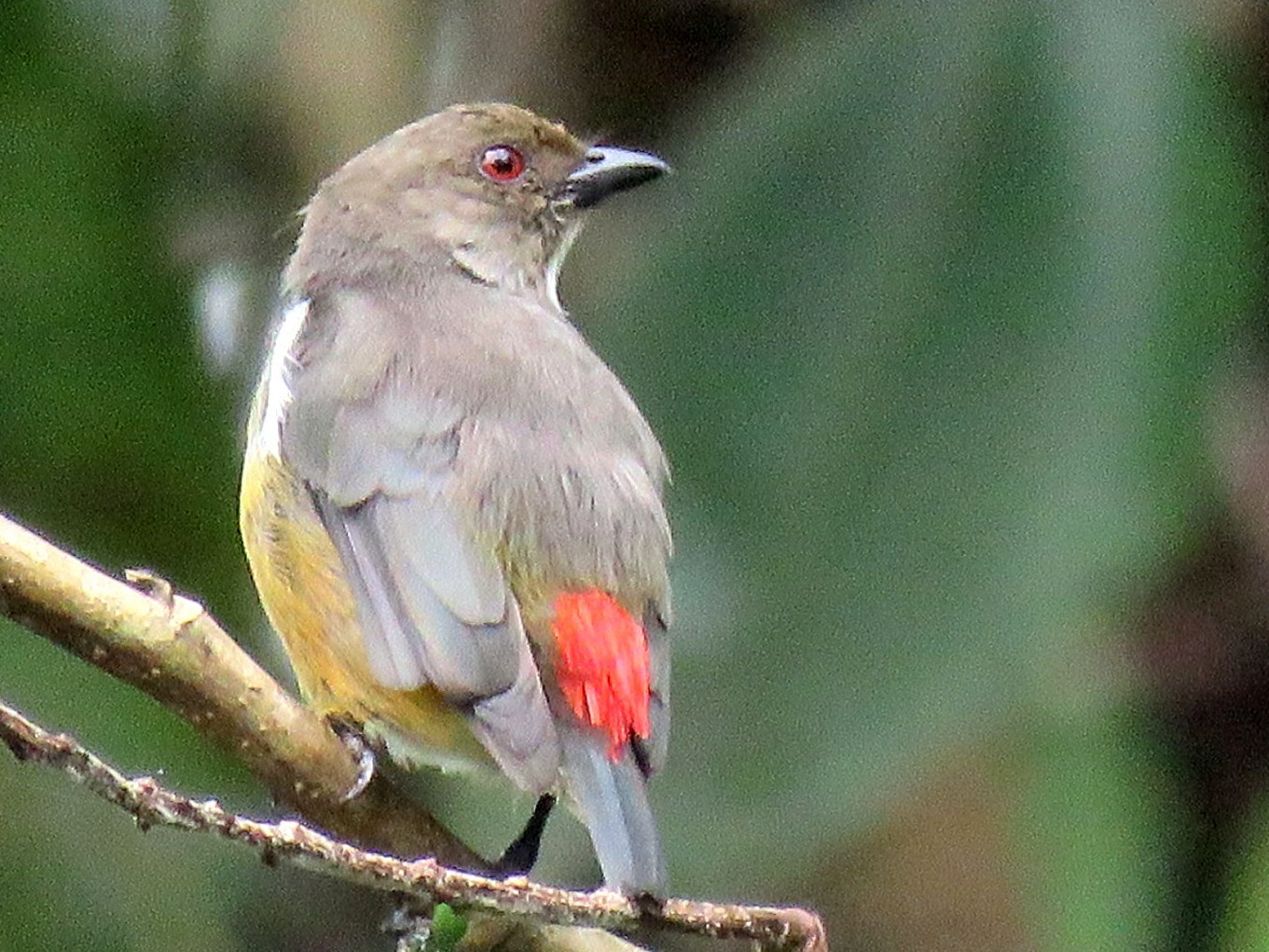 Red-banded Flowerpecker - eBird
