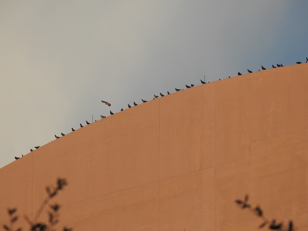 eBird Checklist - 29 Sep 2020 - Riverside Park - 17 species (+1 other taxa)