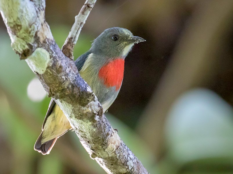 Midget Flowerpecker - Dicaeum aeneum - Birds of the World