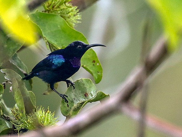 Black Sunbird - eBird