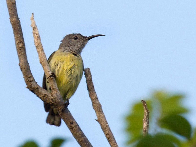 Black Sunbird - eBird