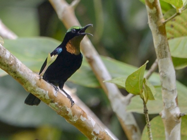 Black Sunbird - eBird