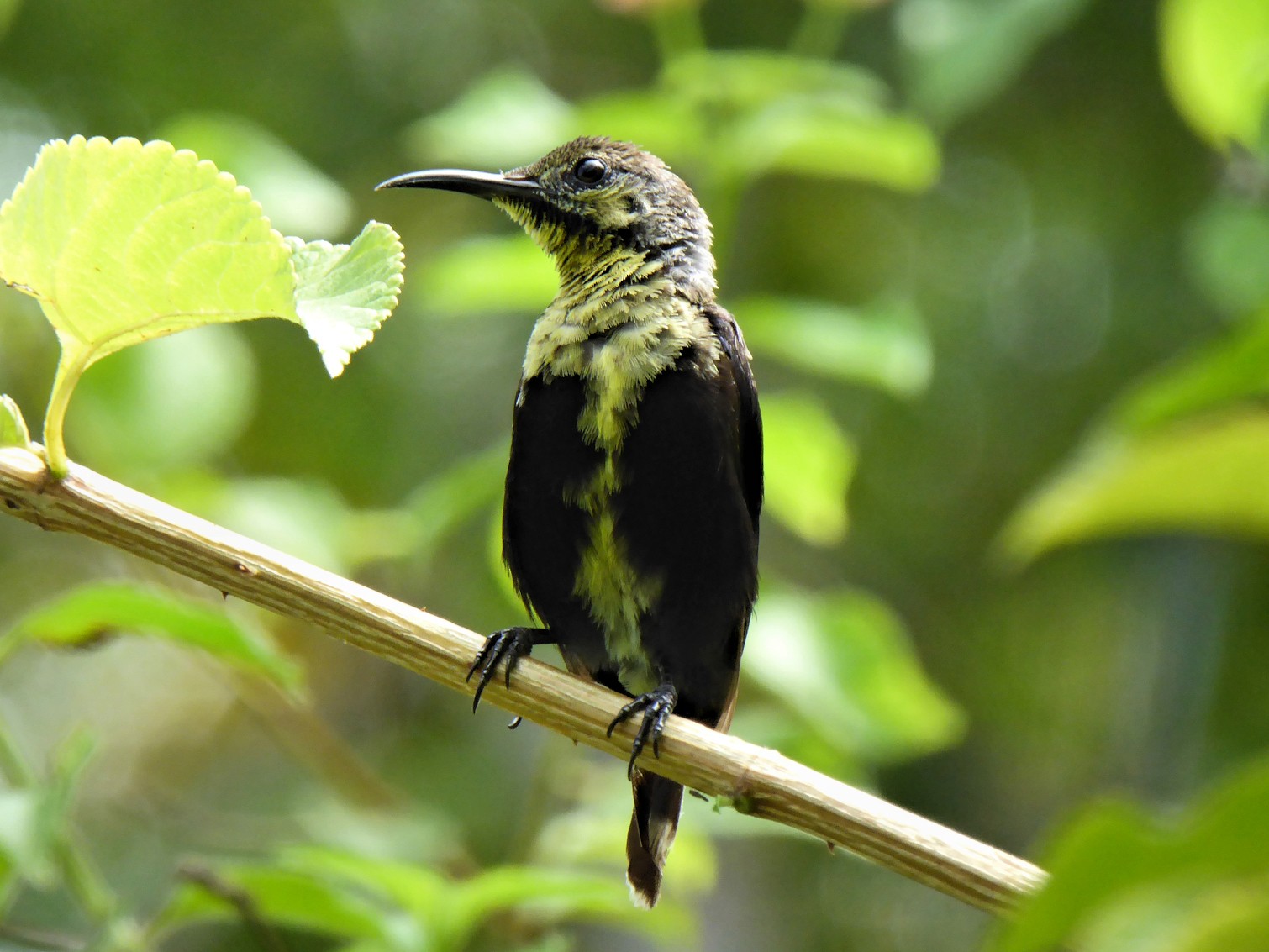 Black Sunbird - eBird