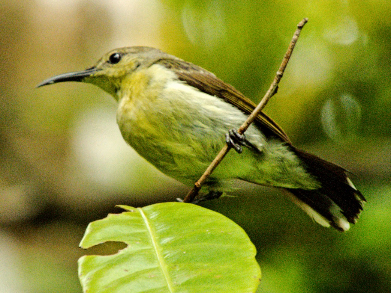 Black Sunbird - eBird