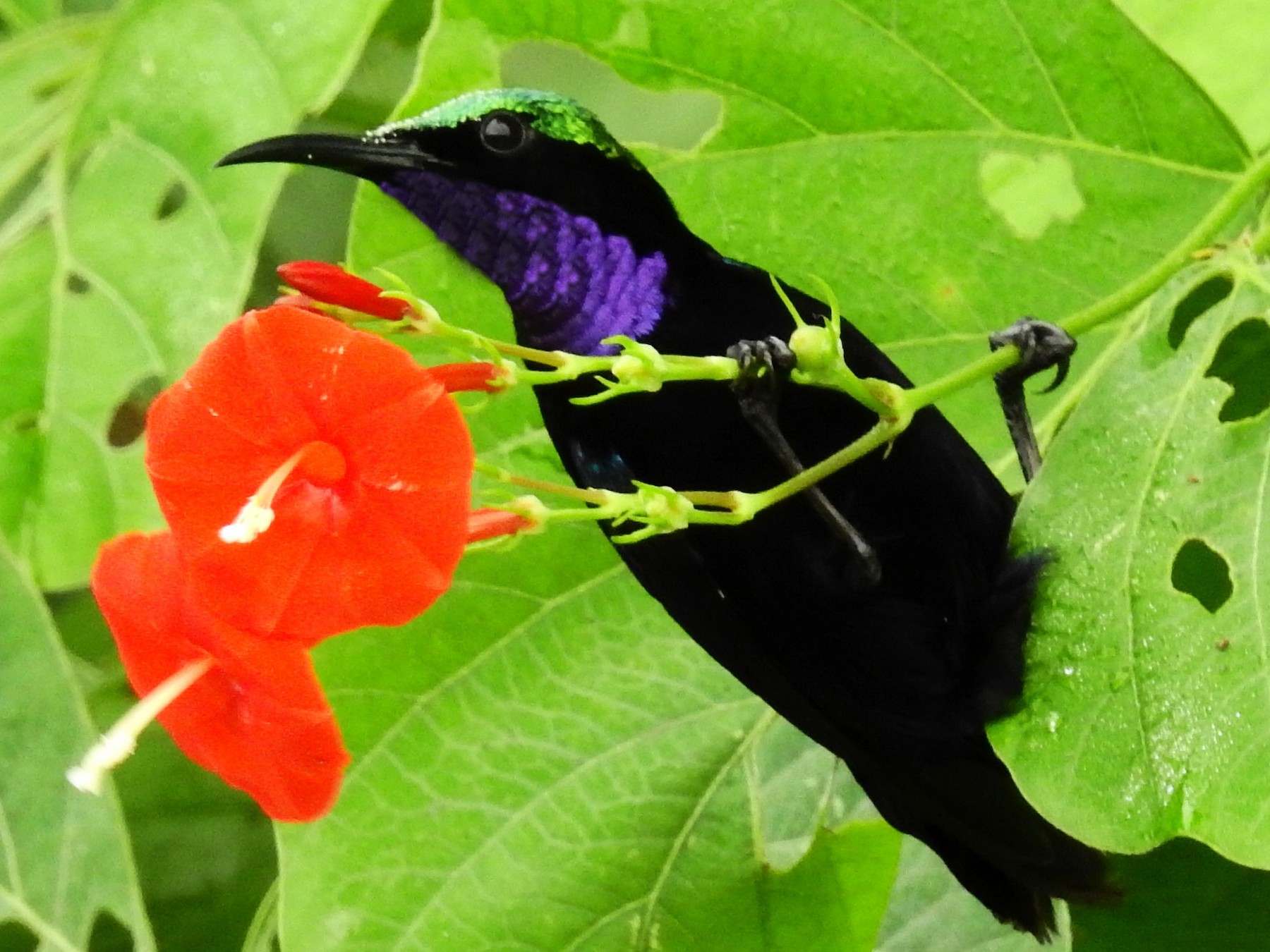 Black Sunbird - eBird