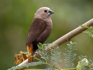 Capuchino canoso - eBird