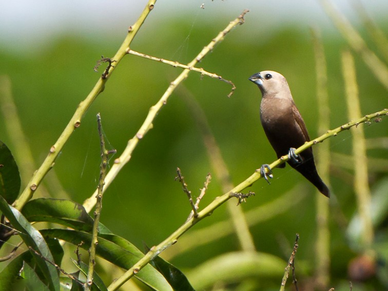 Capuchino Canoso - eBird