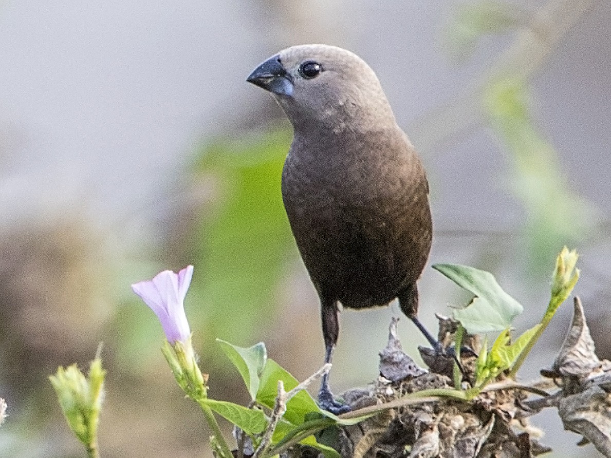 Capuchino Canoso - eBird