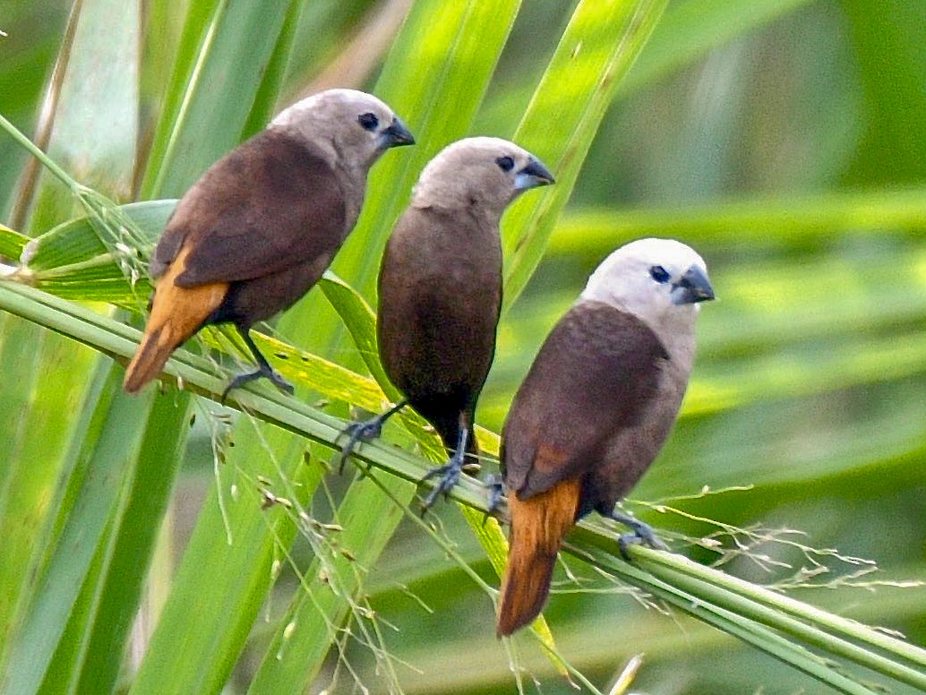 Grey-headed Munia - eBird