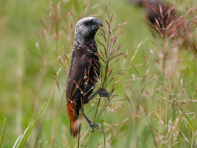 Capuchino de Hunstein - eBird